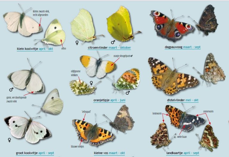 Vlinders tellen voor de thuisblijvers - Oosterwijtwerd